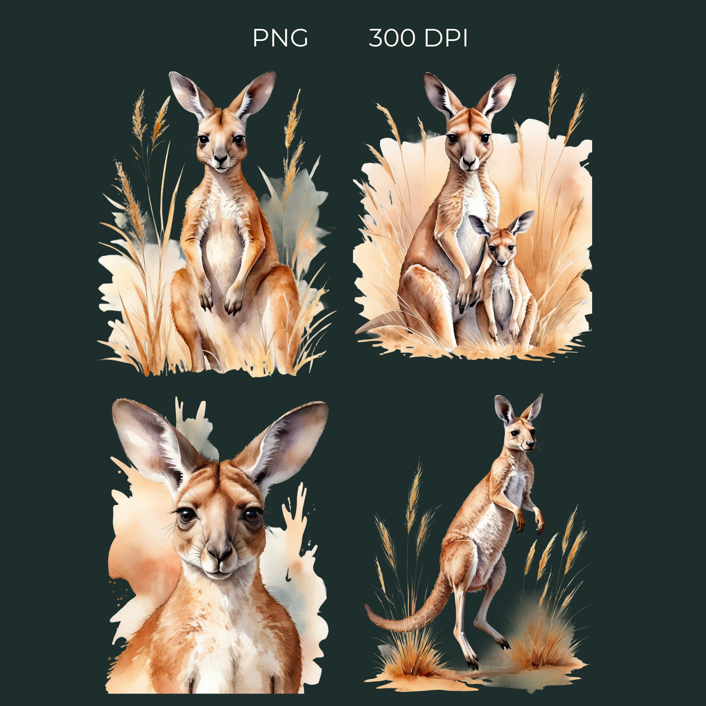 Watercolor Kangaroo Clipart, Australian Wildlife Graphics, Scrapbooking ...