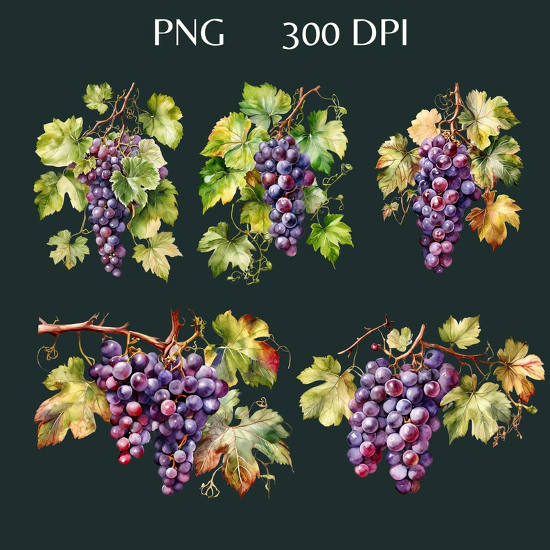 Wine Grapes Watercolor Clip Art, Fruit PNG, Grape Vine Clipart, Food ...