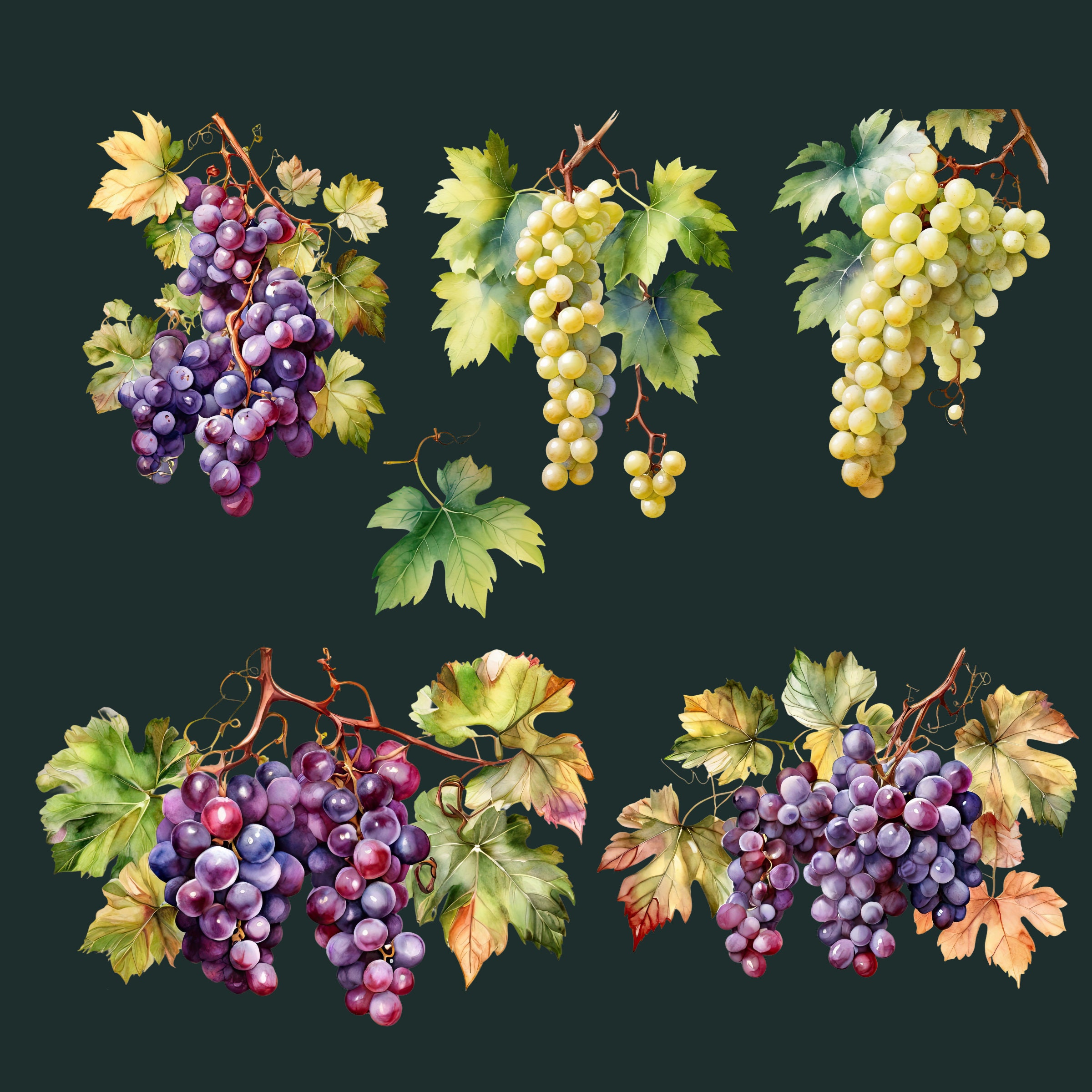 Wine Grapes Watercolor Clip Art, Fruit PNG, Grape Vine Clipart, Food ...