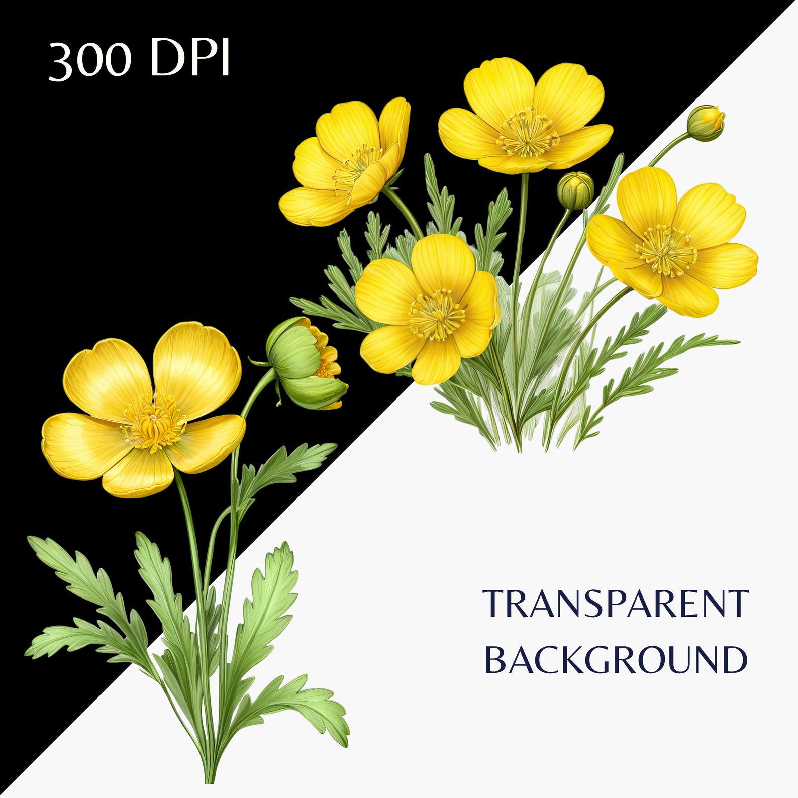 Yellow Buttercup Flowers Clipart, Spring Floral Clip Art, Instant ...