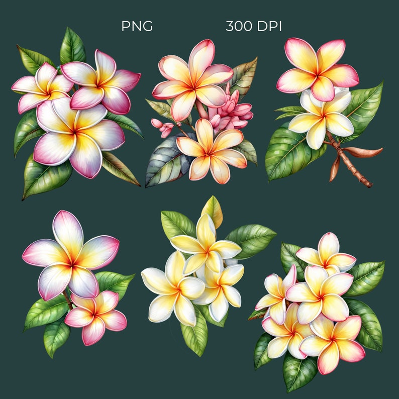 Tropical Plumeria Frangipani Clipart Pack, Hawaiian Flower Graphics ...