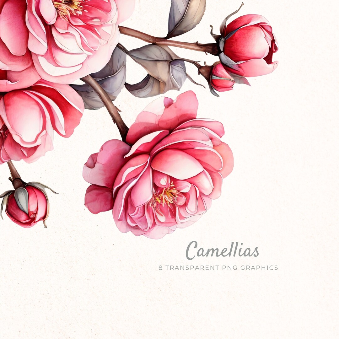 Camellia Flower Clip Art, Pink Floral Botanical Images, Scrapbooking ...