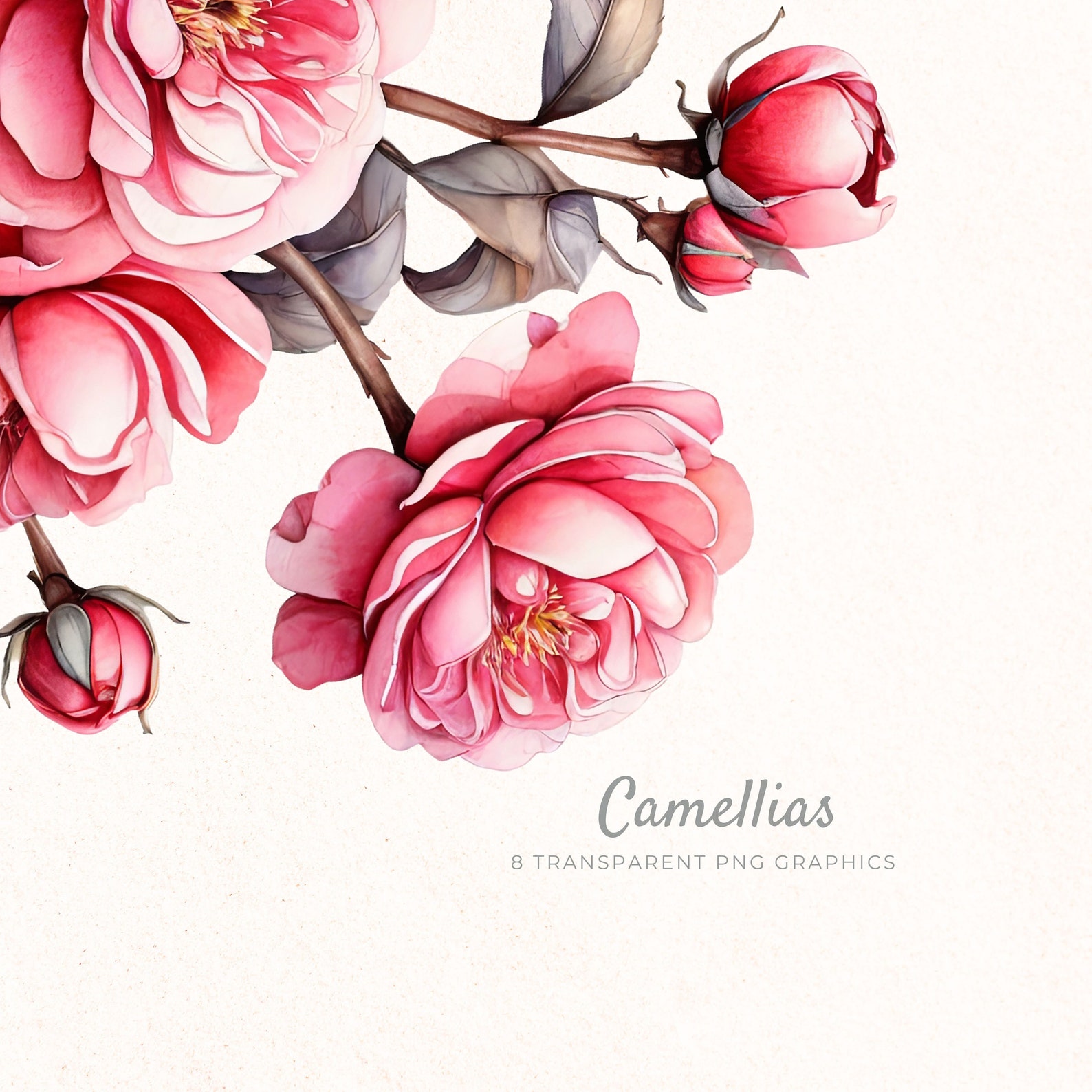 Camellia Flower Clip Art, Pink Floral Botanical Images, Scrapbooking ...