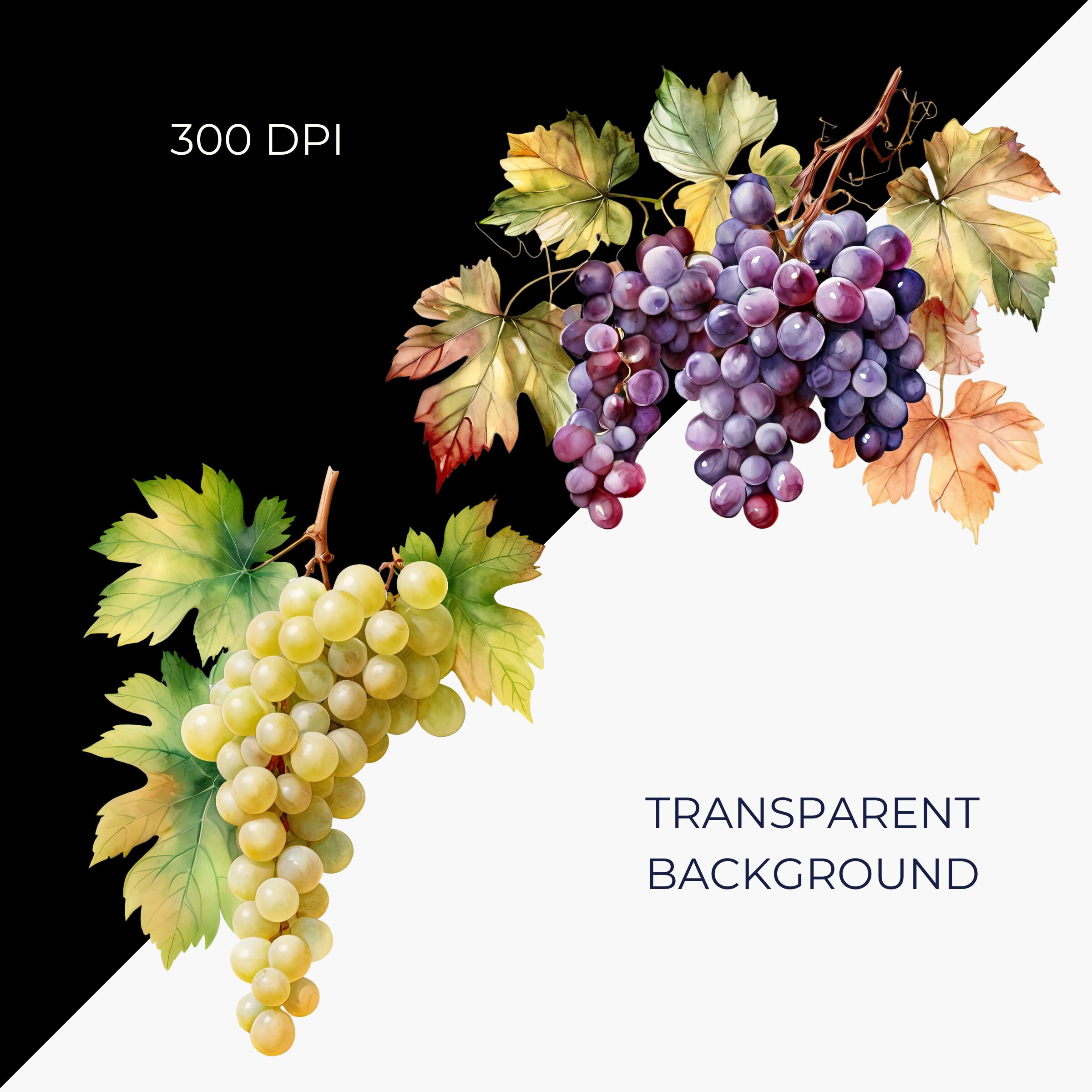 Wine Grapes Watercolor Clip Art, Fruit PNG, Grape Vine Clipart, Food ...