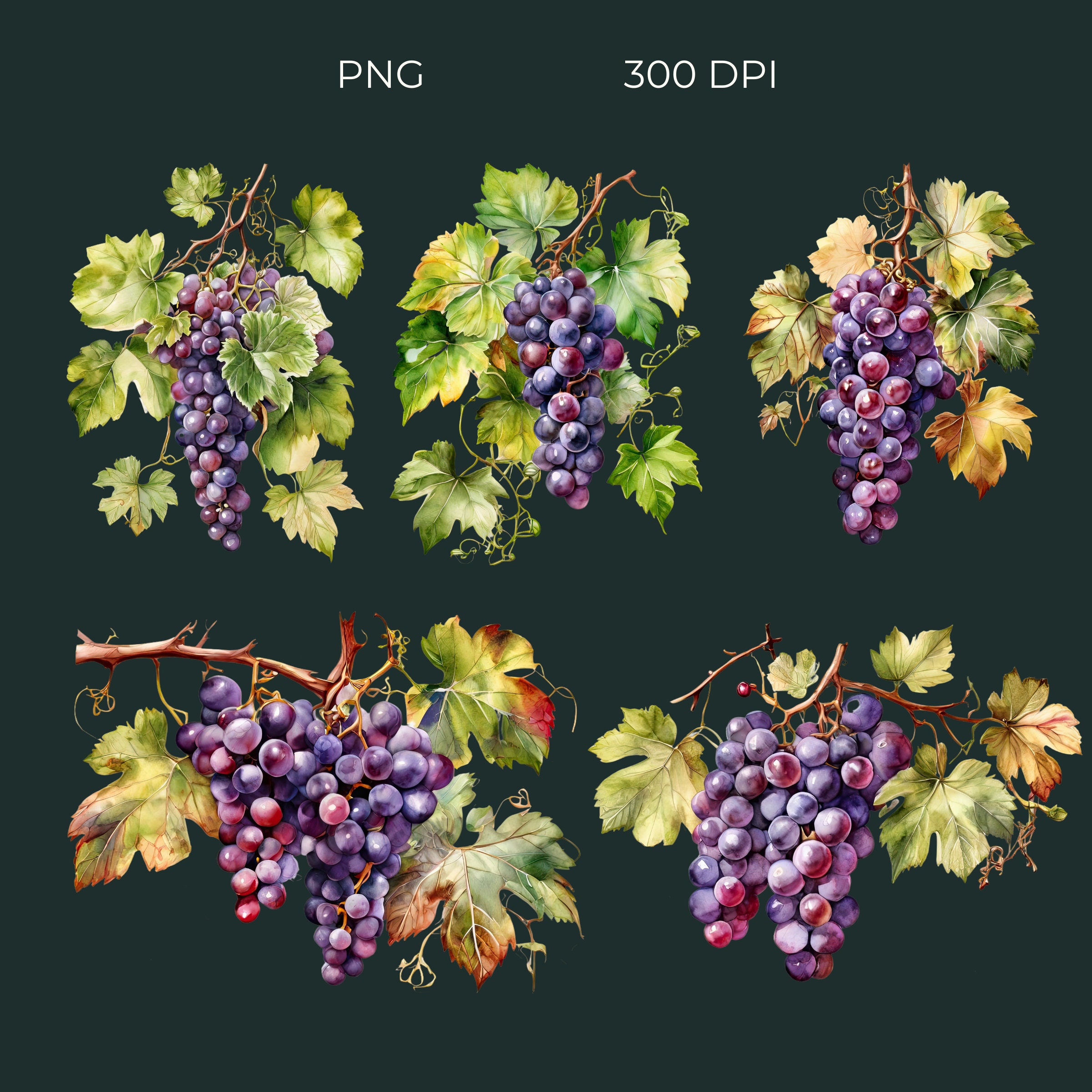 Wine Grapes Watercolor Clip Art, Fruit PNG, Grape Vine Clipart, Food ...