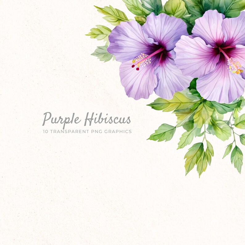 Purple Hibiscus Flower Clipart Instant Download, Tropical Floral ...