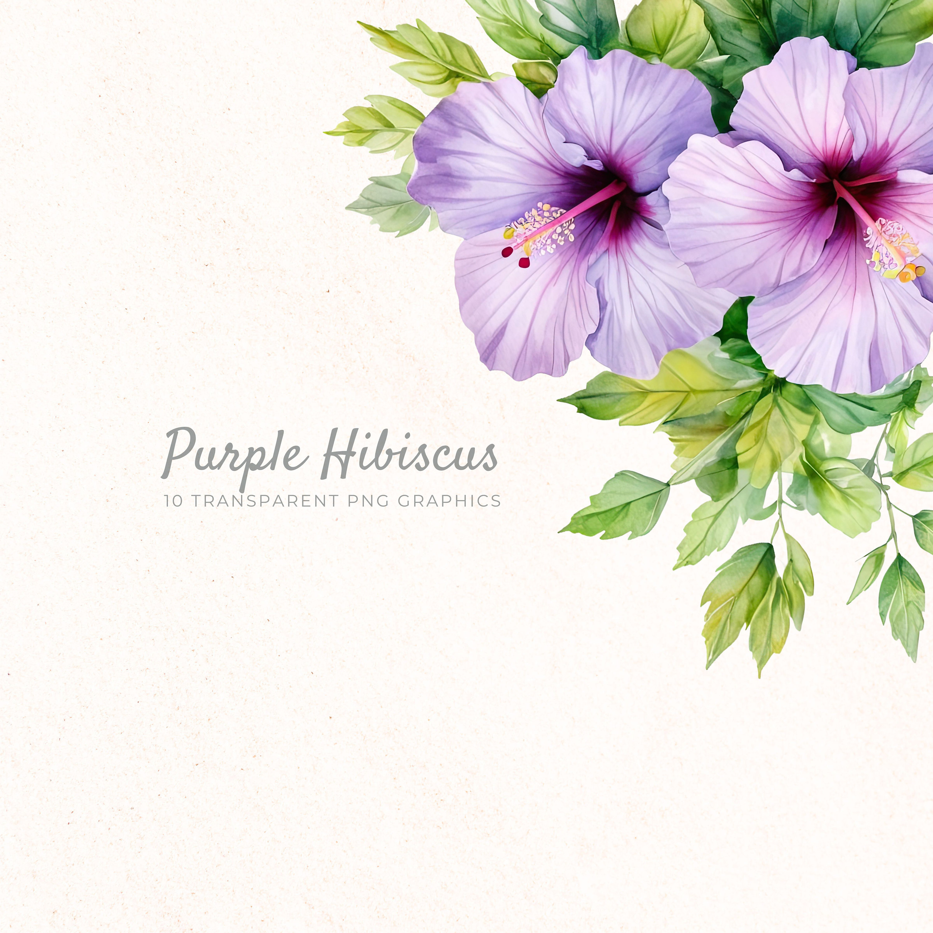 Purple Hibiscus Flower Clipart Instant Download, Tropical Floral ...