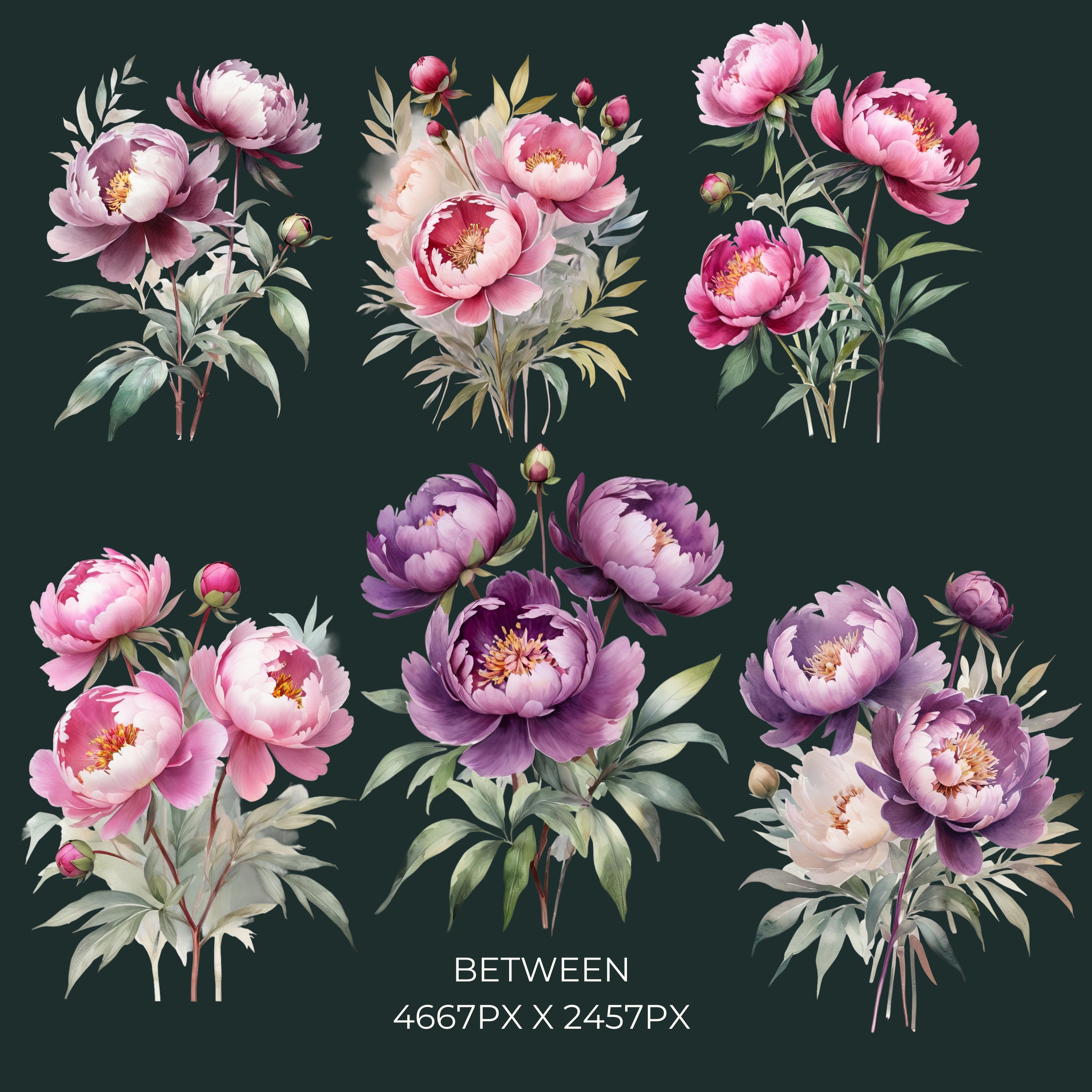 Watercolor Peony Flower Clipart PNG, Wedding Scrapbook Images, Digital ...