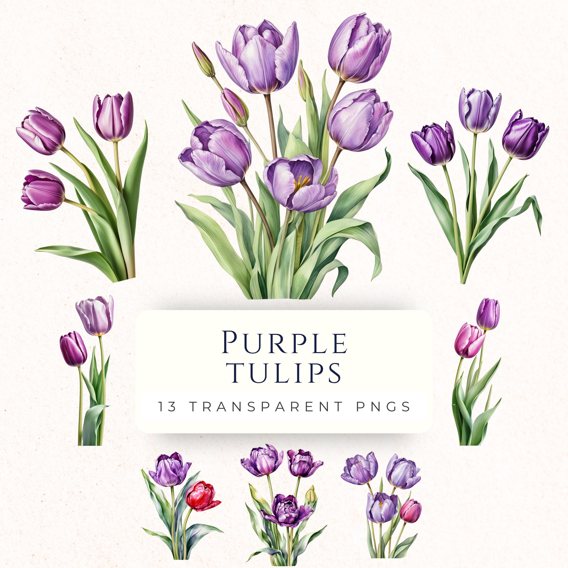 Purple Tulips Clipart, Watercolor Floral Design, Spring Flower Clip Art ...