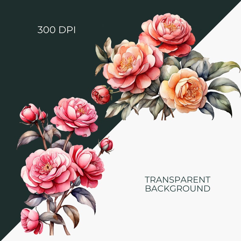 Camellia Flower Clip Art, Pink Floral Botanical Images, Scrapbooking ...