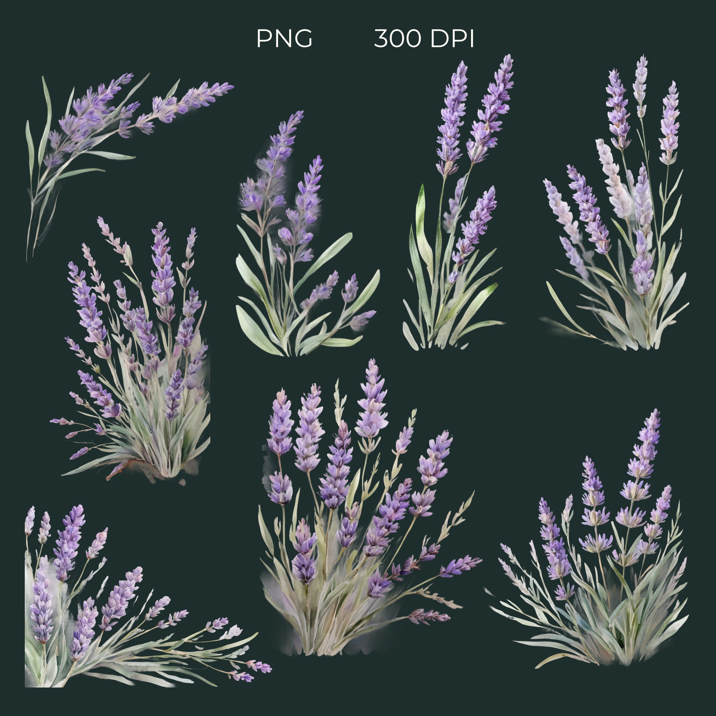 Watercolor Lavender Clipart Set, Purple Floral Graphics, Instant ...
