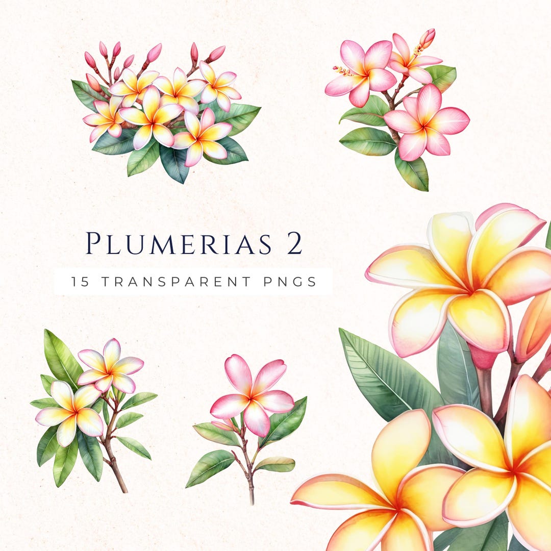 Plumeria Frangipani Flower Clipart, Tropical Flowers Graphic Set ...
