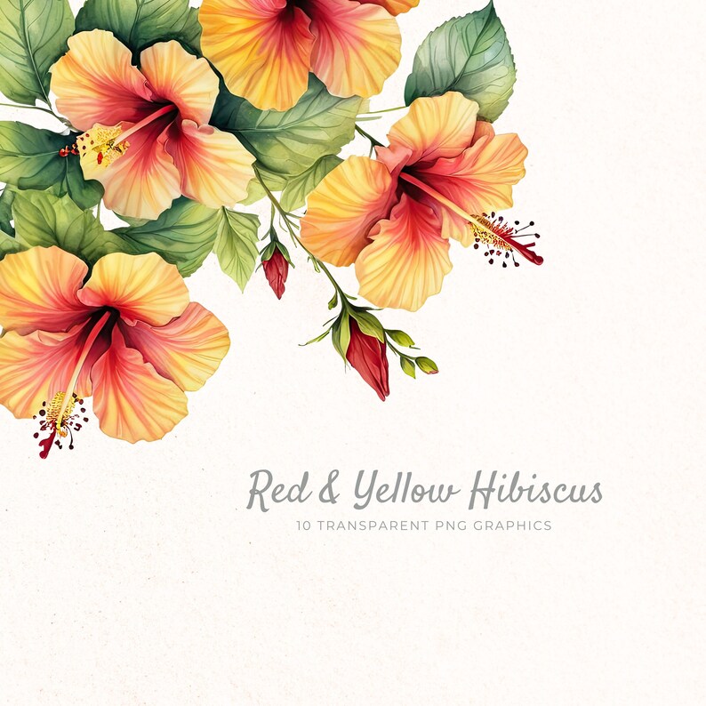 Yellow Red Hibiscus Clipart, Tropical Floral Hawaii Flowers, Instant ...