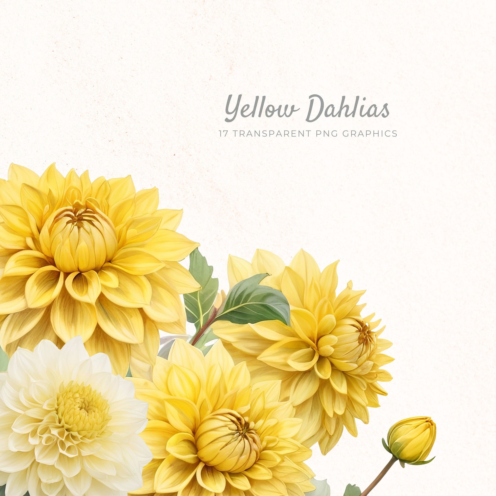 Dahlia Flower Clipart, Yellow Floral Graphic, Instant Download ...