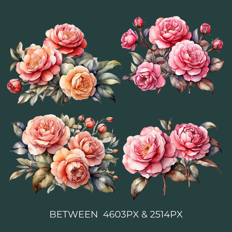 Camellia Flower Clip Art, Pink Floral Botanical Images, Scrapbooking ...