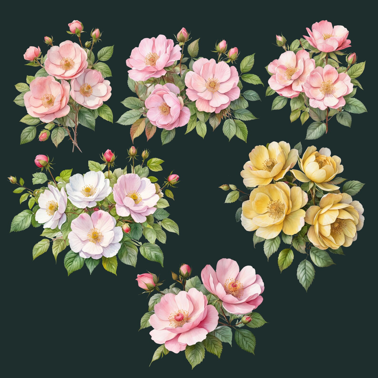Beautiful Wild Rose Clipart, Watercolor Roses Clip Art, Floral PNG ...