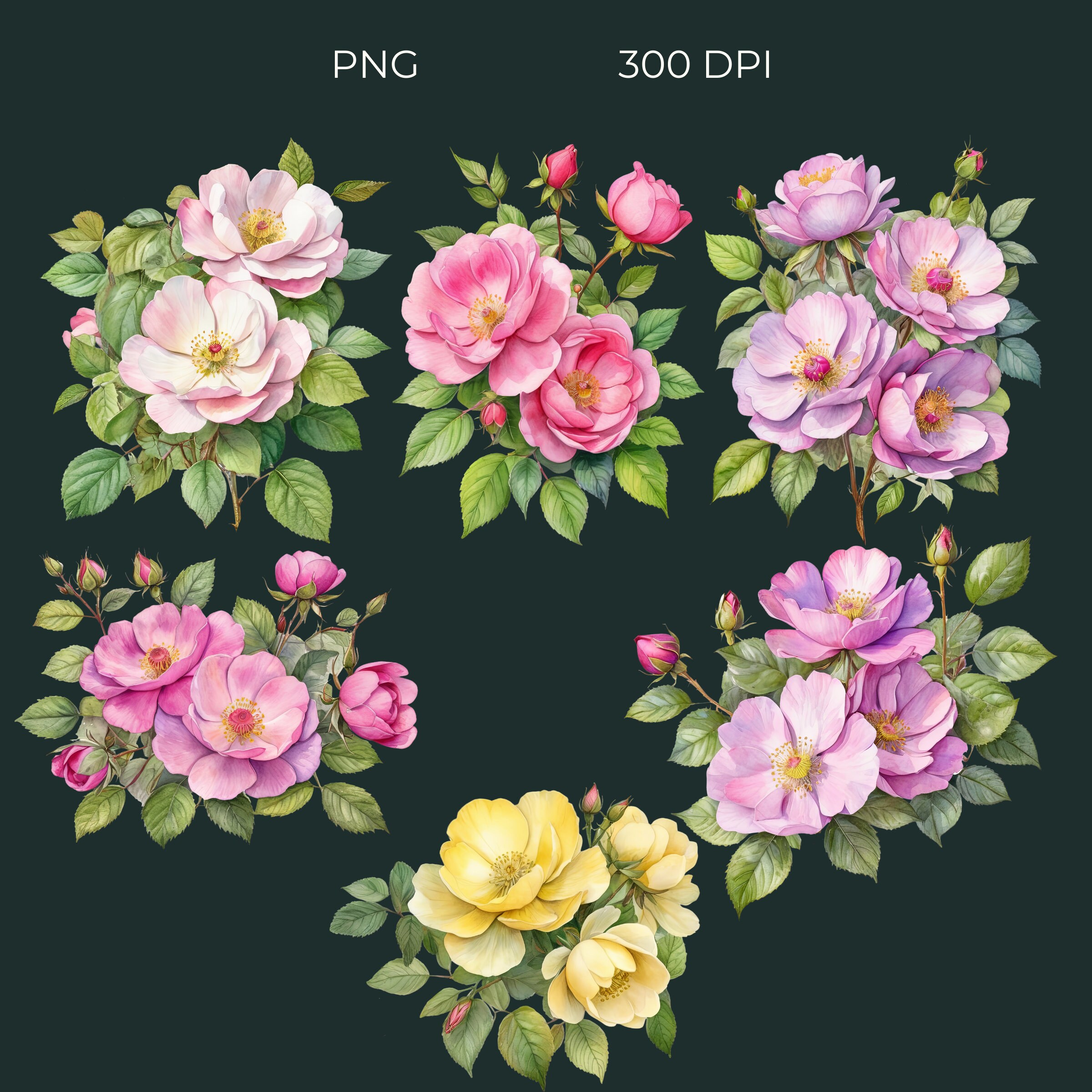 Beautiful Wild Rose Clipart, Watercolor Roses Clip Art, Floral PNG ...