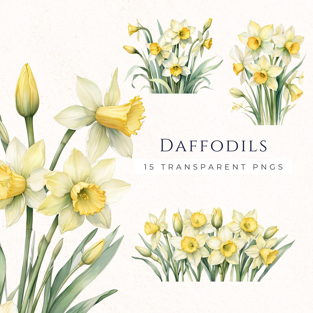 Watercolor Daffodil Clipart, Spring Flower Digital Download PNG ...