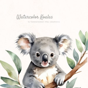 Watercolor Koala Clipart Instant Download PNG, Australian Animal ...