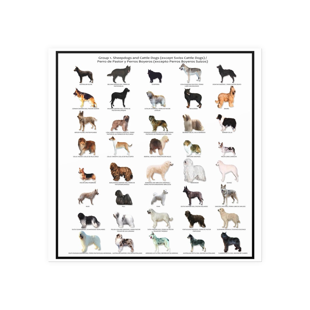 Descubra el póster de razas de perros del grupo 1 : la colección de perros pasores y boyeros de ...