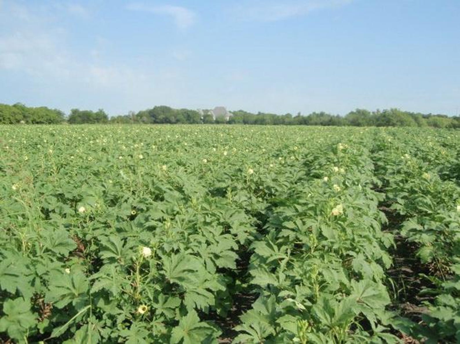 Dried Okra, Whole Okra Snacks, Bamya,okro, Ladies’ Fingers, Gumbo ...