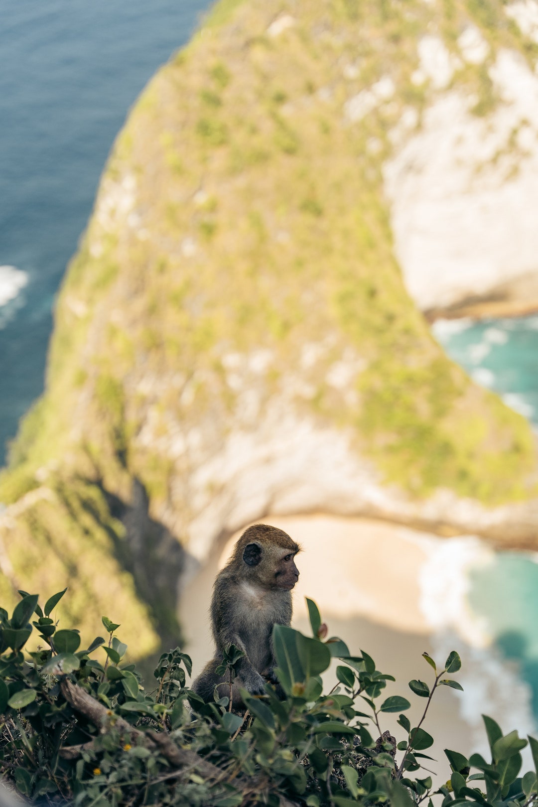 Fine Art Photography Print - Monkey in Kelingking Beach Nusa Penida ...