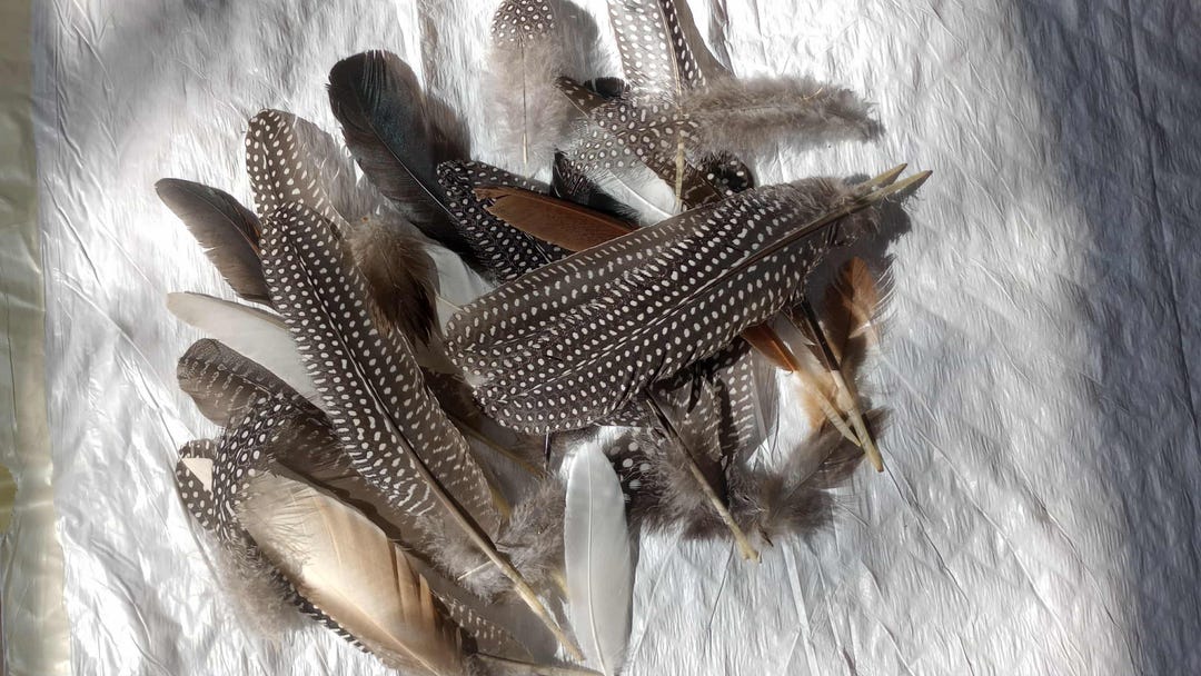 Assorted Feathers (humanely Sourced) - Etsy