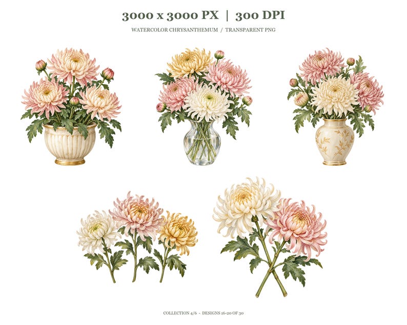 Watercolor Chrysanthemum Clipart Bundle, 30 Transparent Pngs - Etsy