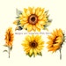Watercolor Sunflower PNG Clipart, Fall Autumn Sunflowers Clip Art ...