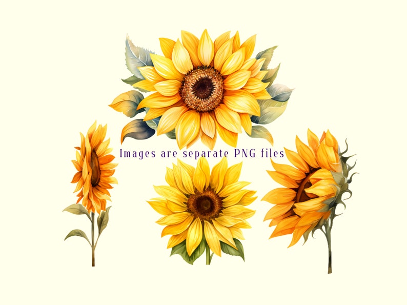 Watercolor Sunflower PNG Clipart, Fall Autumn Sunflowers Clip Art ...