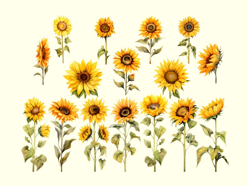 Watercolor Sunflower PNG Clipart, Fall Autumn Sunflowers Clip Art ...