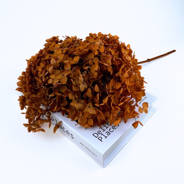 Dried Hydrangeas - Etsy