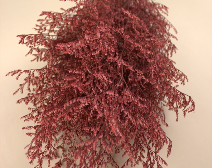 Natural Preserved Caspia / Dried Flowers / Red Dried Limonium / Perfect ...
