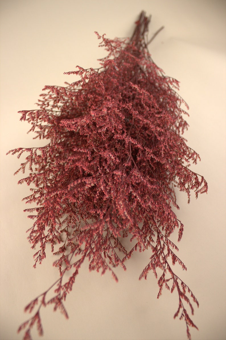 Natural Preserved Caspia / Dried Flowers / Red Dried Limonium / Perfect ...