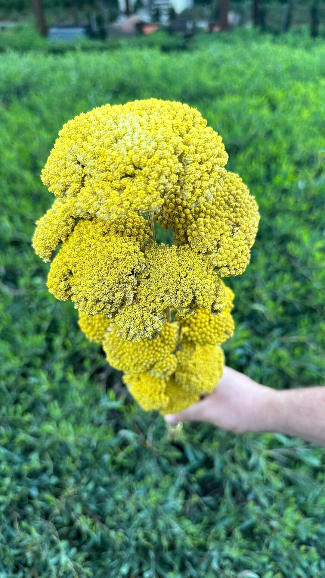Yellow Yarrow Dried Flowers / Dried Yarrow Bunch / Home Decor - Etsy