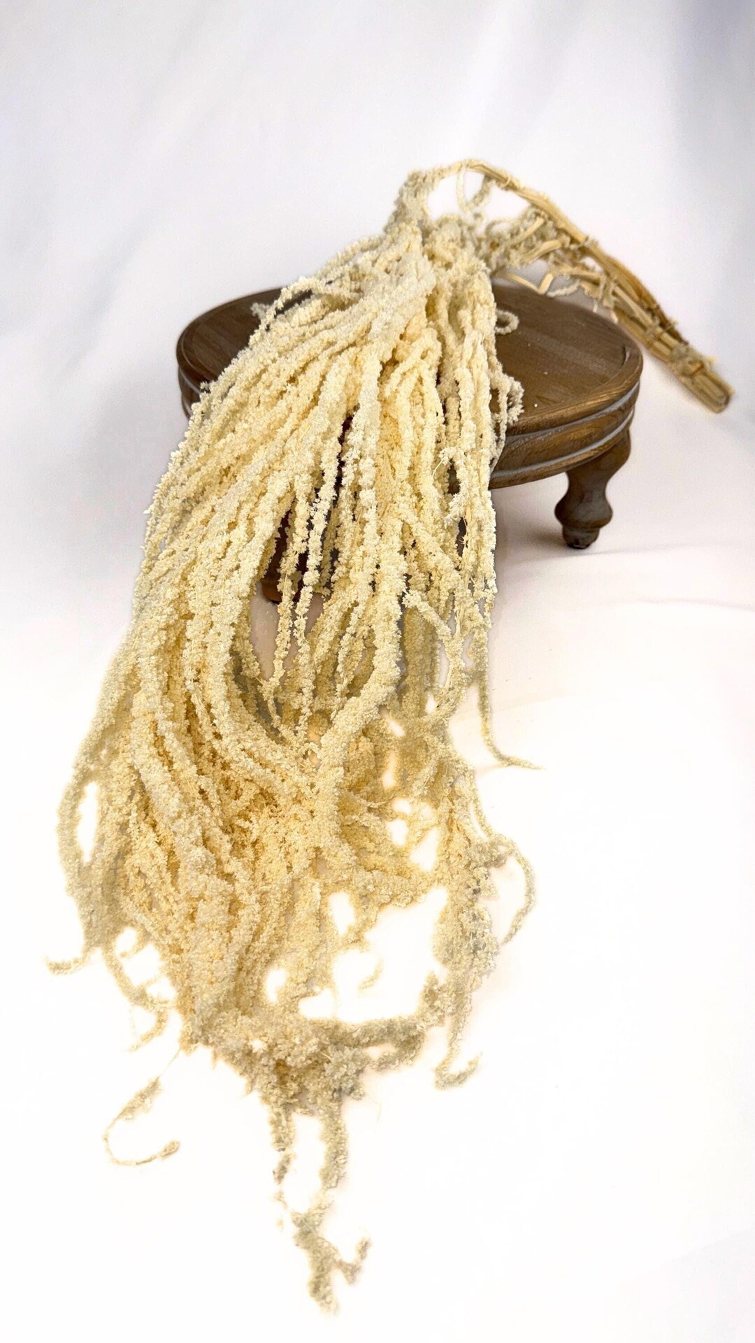 White Hanging Amaranthus/ Amaranthus White Preserved / Home Decor ...