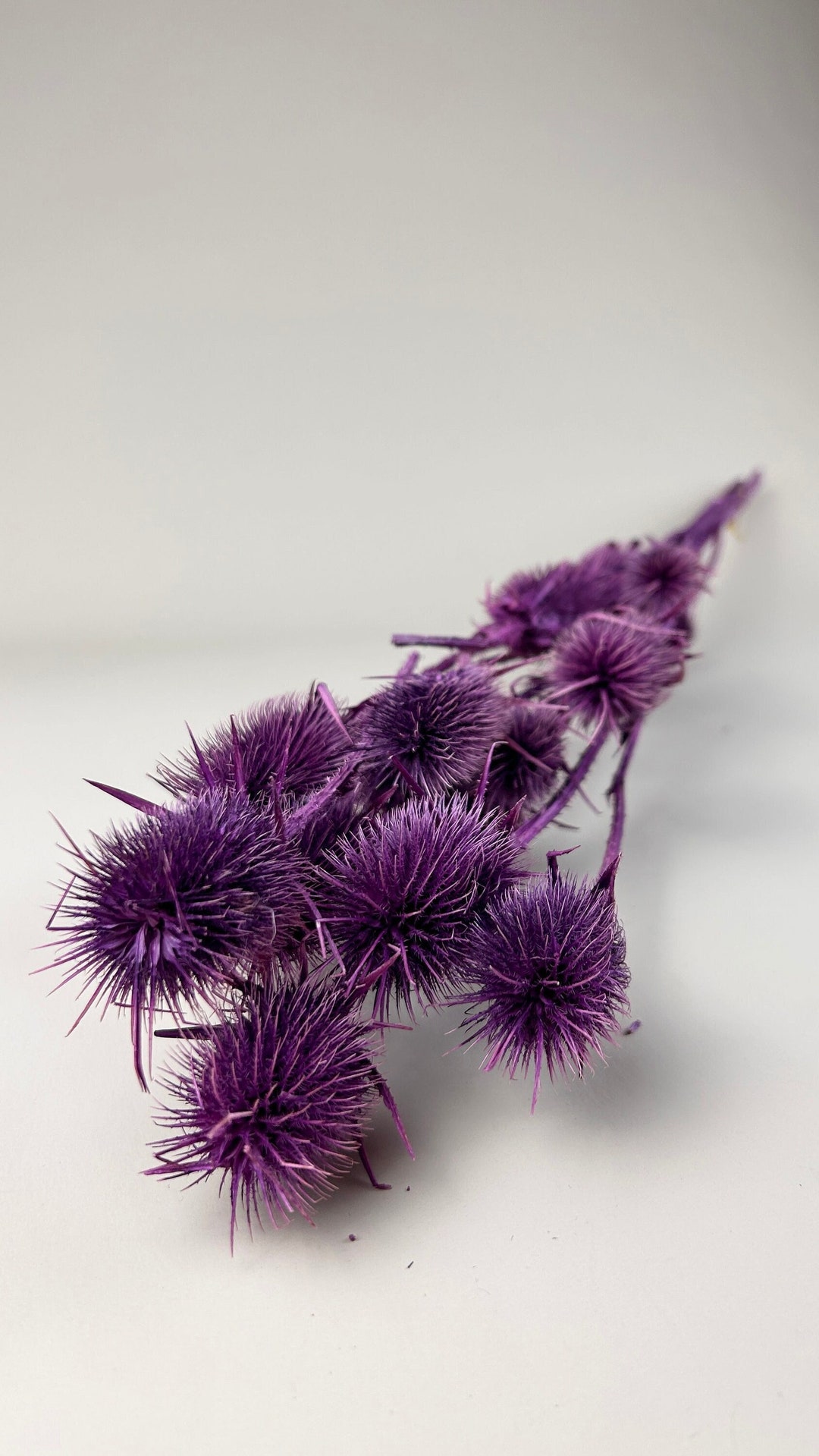 Preserved Thistle / Preserved Purple Thistle / Dried Thistle Flowers ...