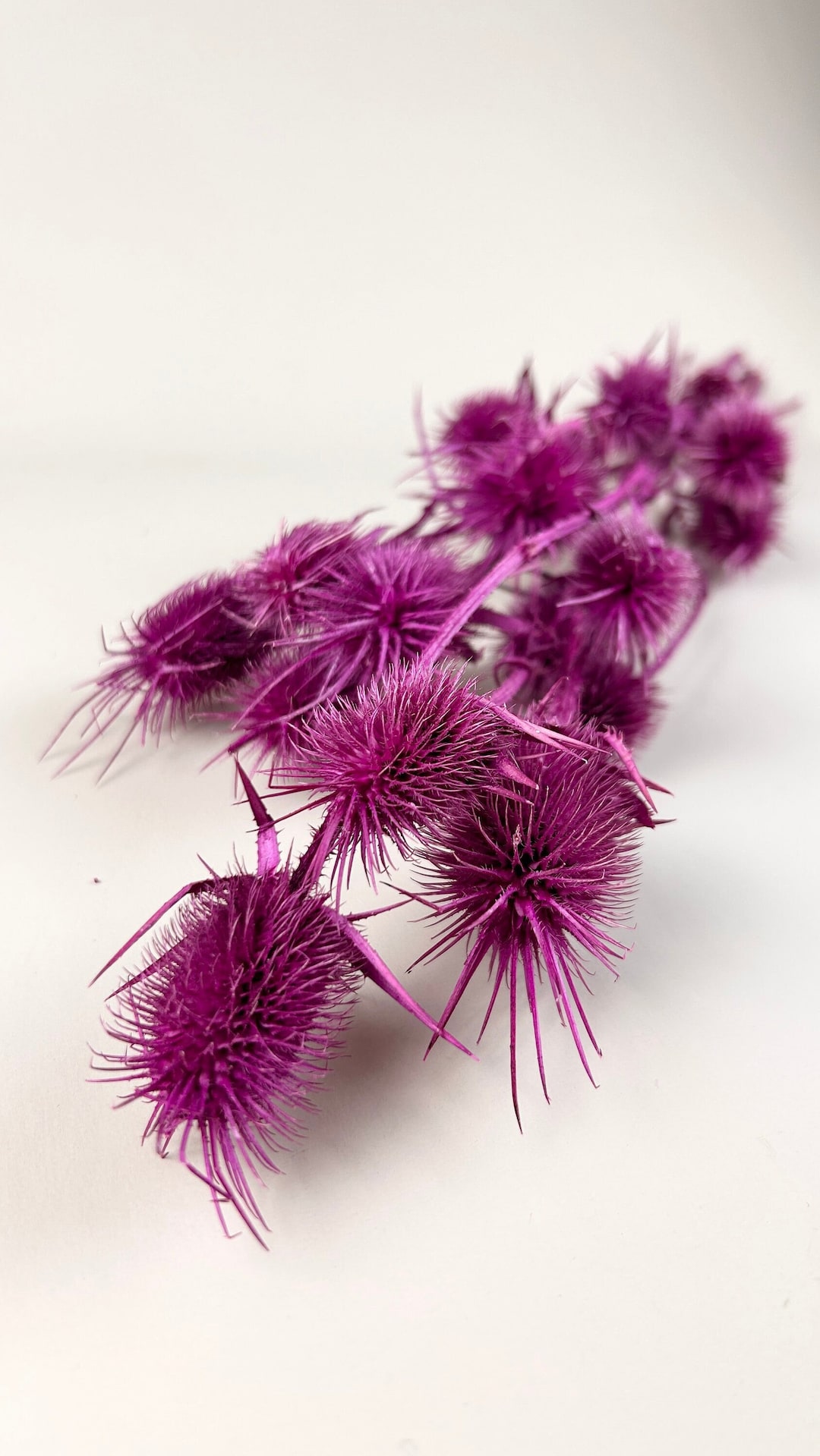 Preserved Thistle / Preserved Pink Thistle / Dried Thistle Flowers ...