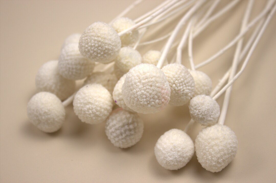 Preserved Natural White Billy Ball craspedia Bunch of 20 / Dried Billy ...