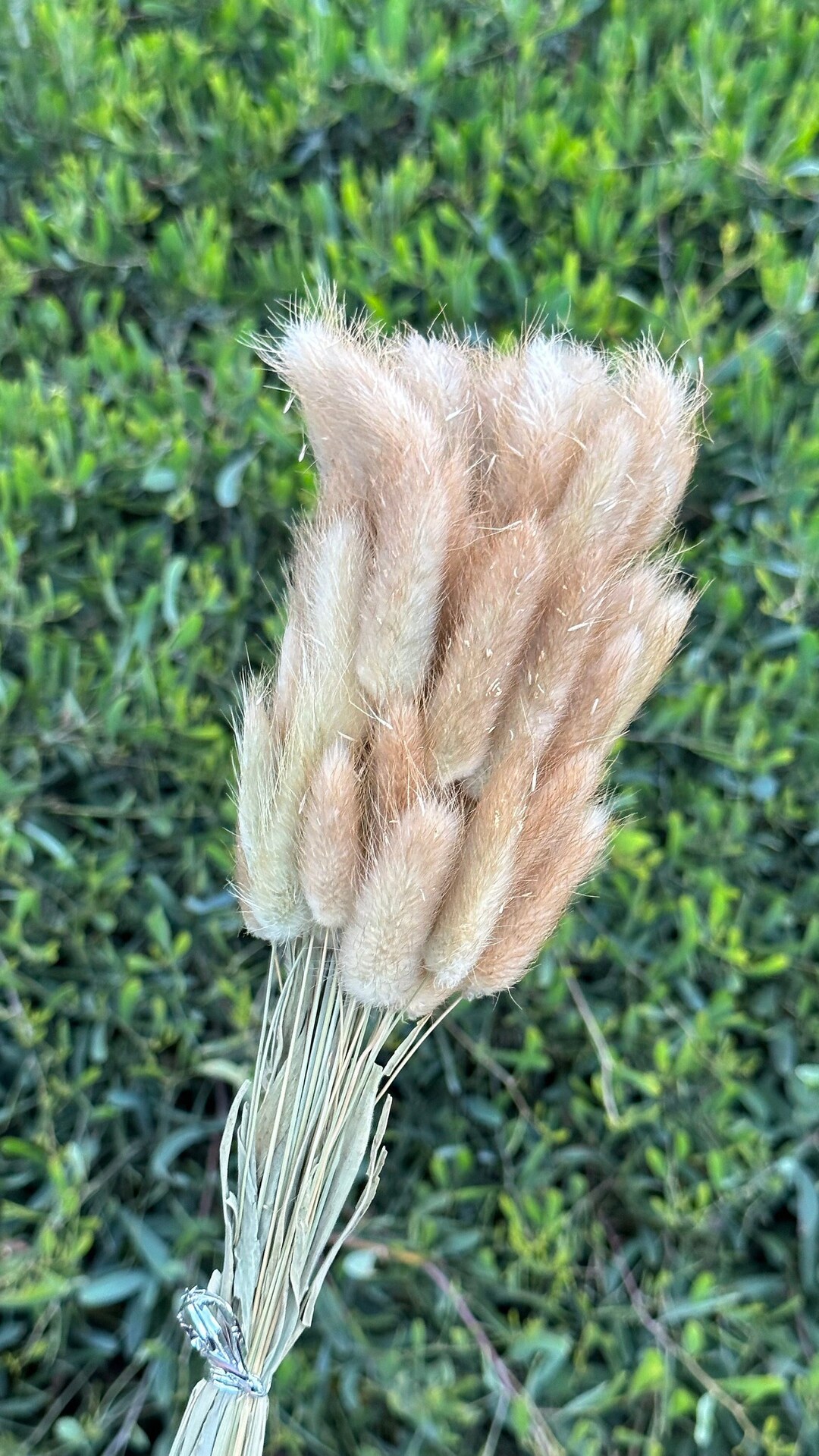Natural Bunny Tail Dried Flowers / Dried Bunny Tail Grass / - Etsy