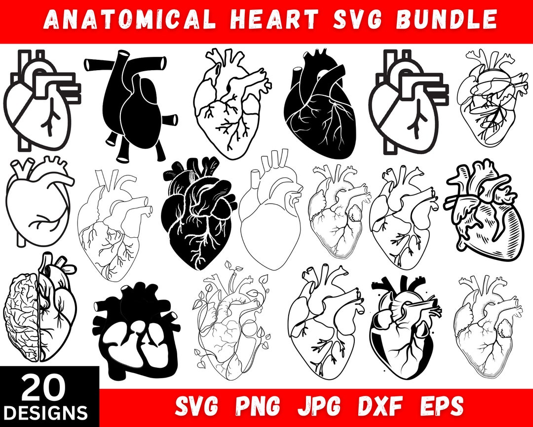 Anatomical Heart Svg Bundle, Human Heart Svg, Anatomical Heart, Medical ...