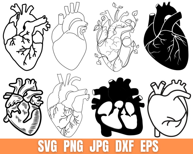 Anatomical Heart Svg Bundle, Human Heart Svg, Anatomical Heart, Medical ...