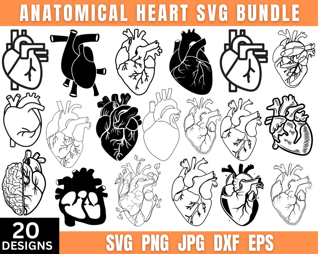 Anatomical Heart Svg Bundle, Human Heart Svg, Anatomical Heart, Medical ...