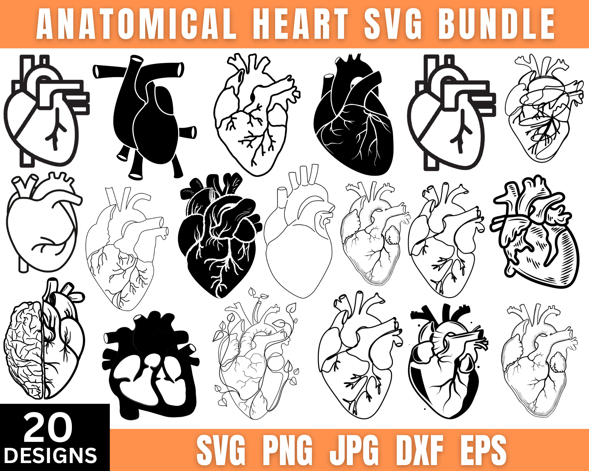 Anatomical Heart Svg Bundle, Human Heart Svg, Anatomical Heart, Medical ...