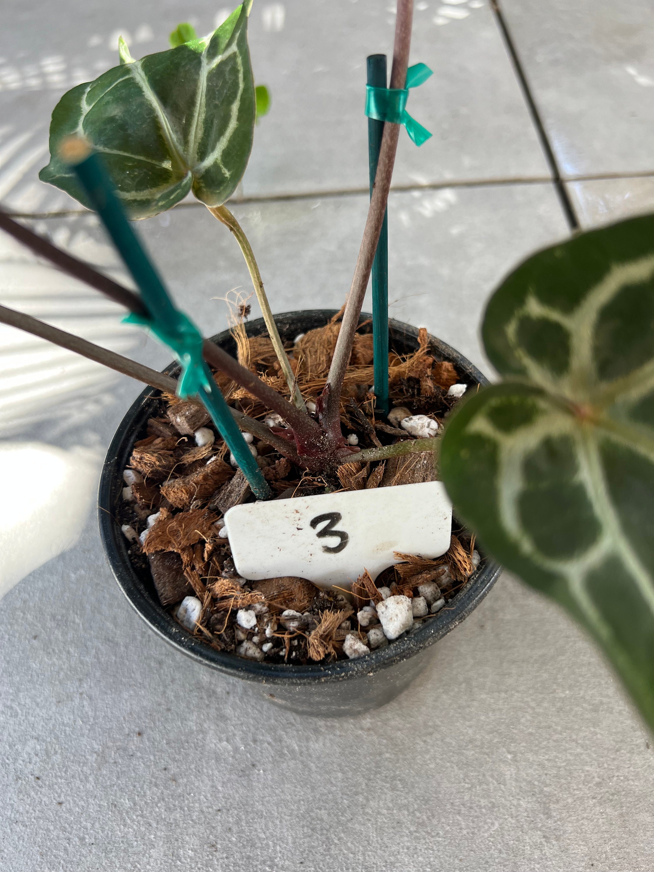 Anthurium michelle by Doc Block - Etsy