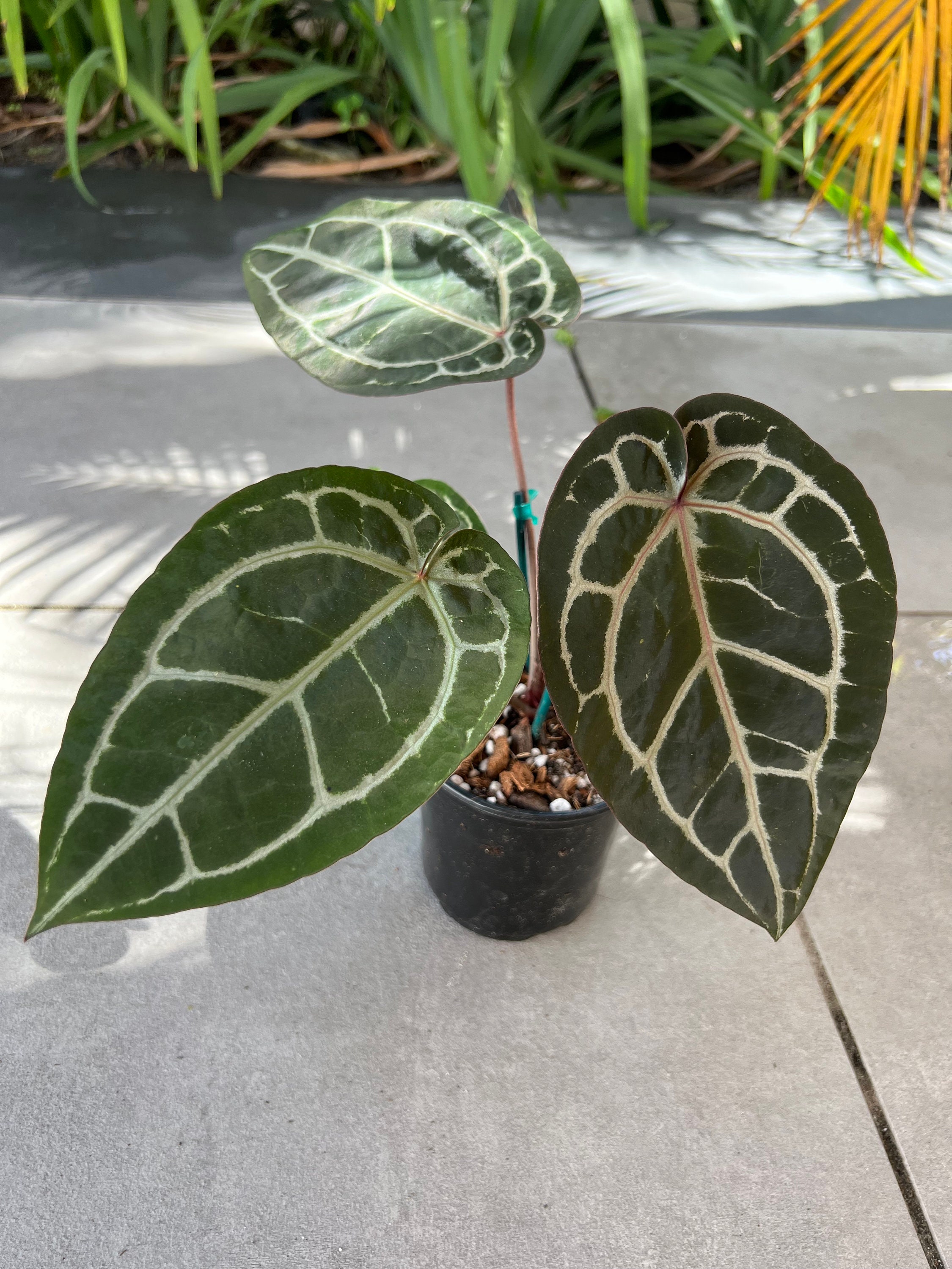 Anthurium michelle by Doc Block - Etsy