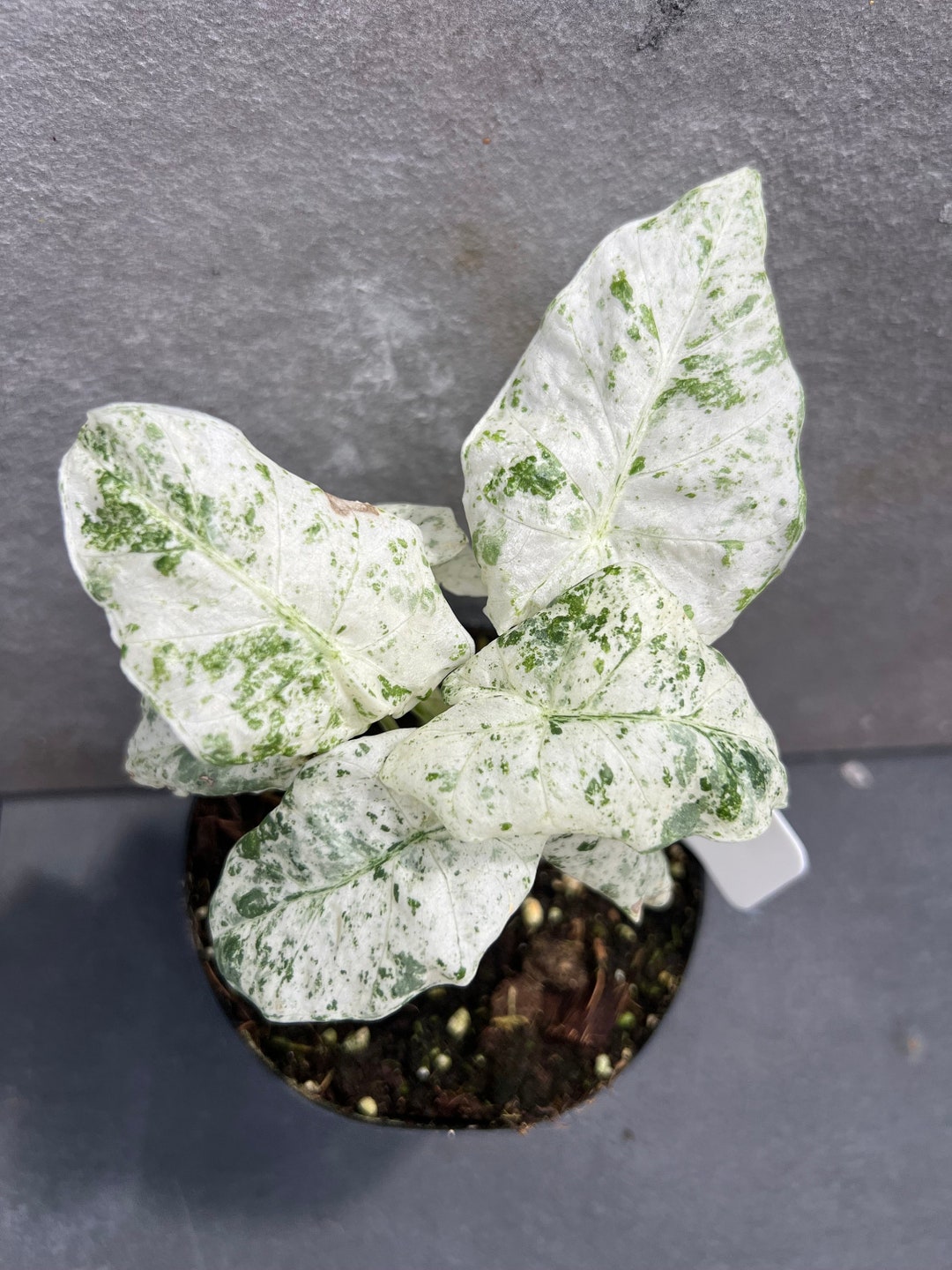 Alocasia Odora Batik - Etsy