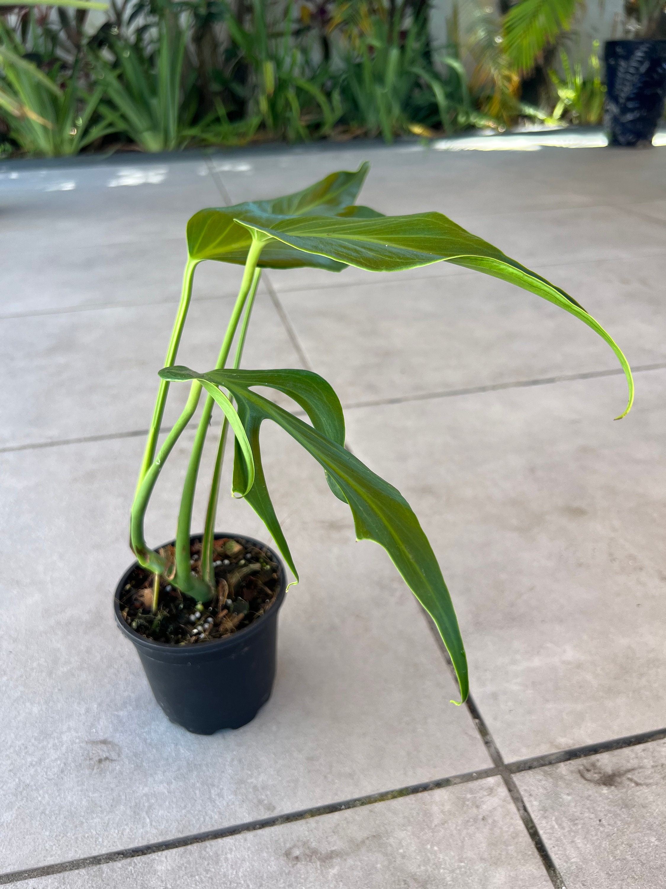 Monstera Burle Marx Flame - Etsy