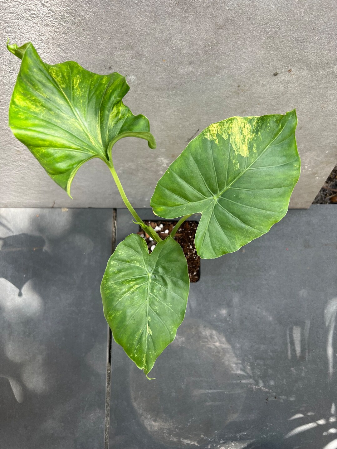 Alocasia Gageana Aurea - Etsy