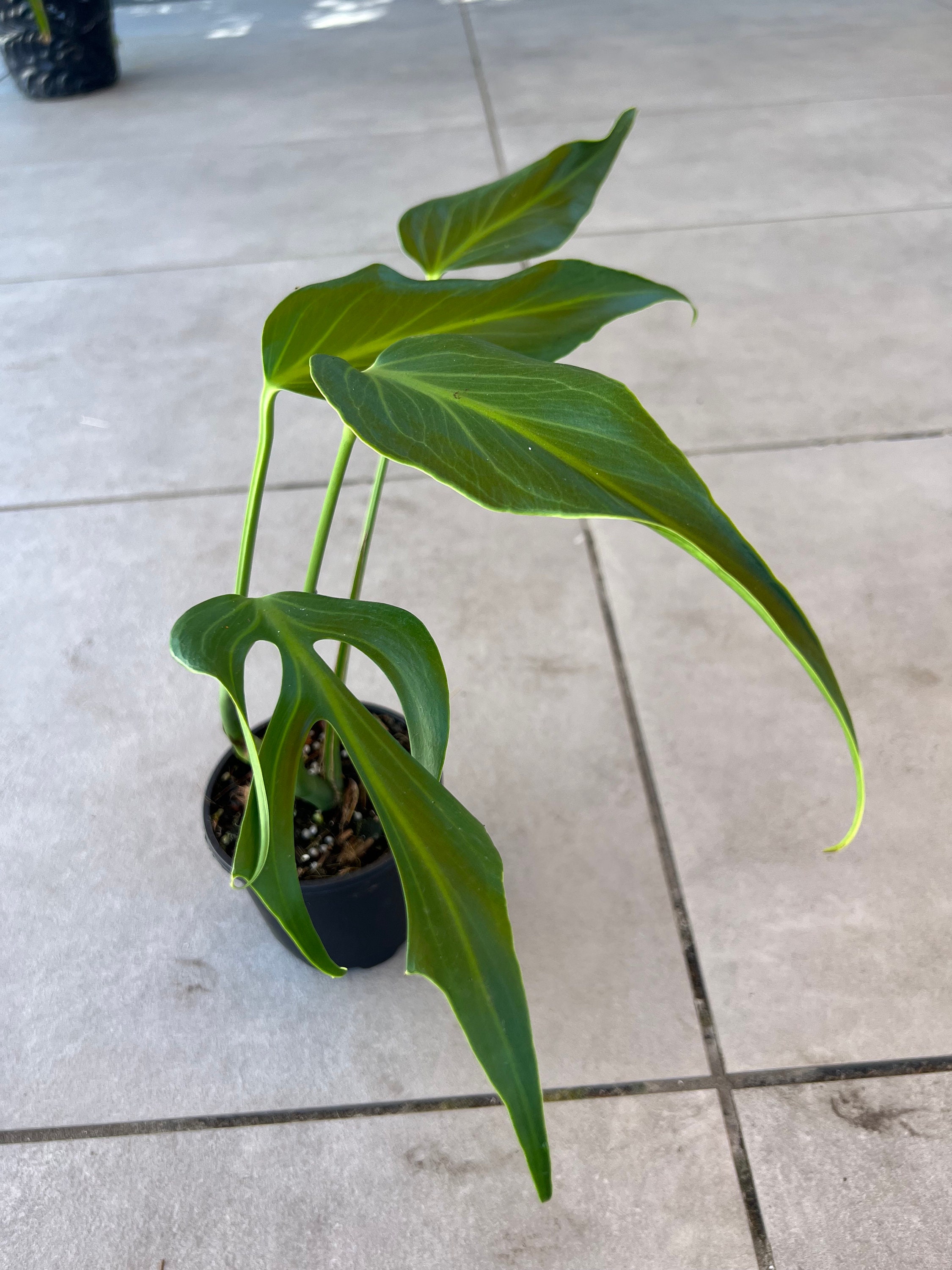 Monstera Burle Marx Flame - Etsy